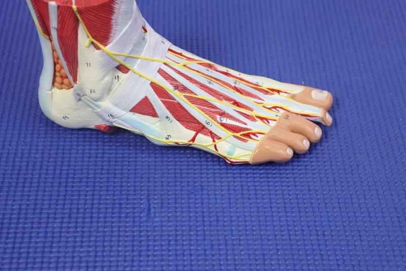 Twisted Ankle First Aid Care: The Complete Treatment Guide!