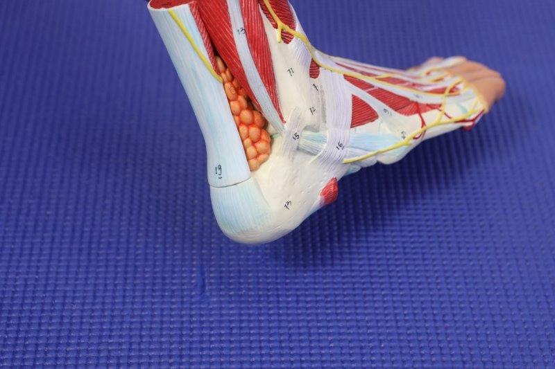 Peroneus Brevis Tears & Tendonitis [FIX Peroneus Brevis Tendon Pain!]