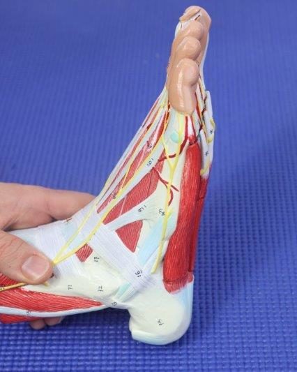 Bone on Side of Foot Sticks Out and Hurts - 3 Best Treatment